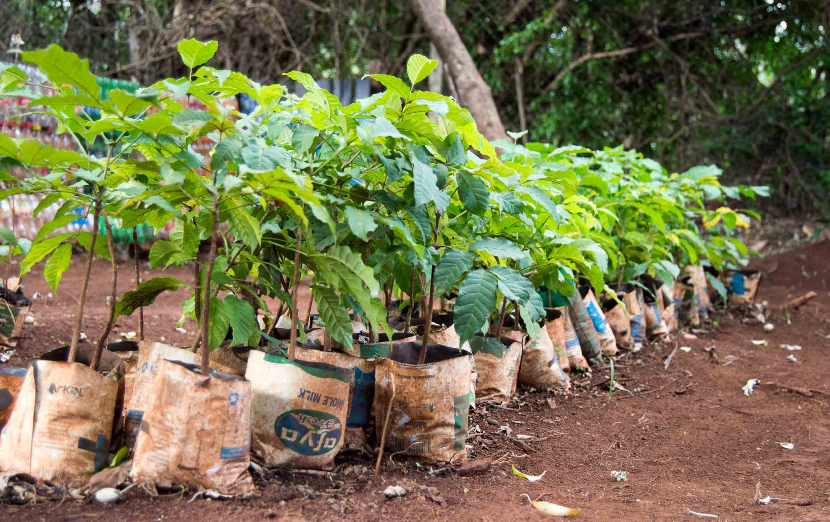 Biodiversity Inventory at Giraffe Centre - African Fund for Endangered ...