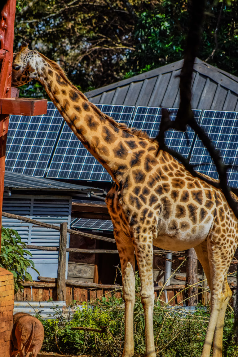 Meet the Giraffes - African Fund for Endangered Wildlife - Giraffe Centre