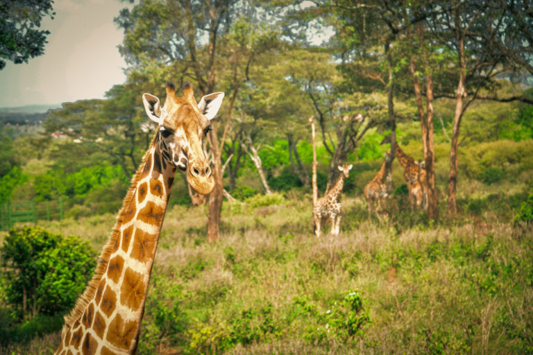 Meet the Giraffes - African Fund for Endangered Wildlife - Giraffe Centre
