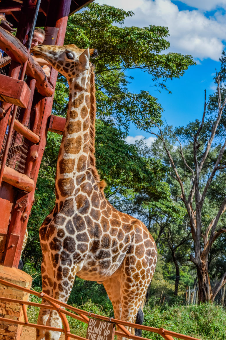 Meet the Giraffes - African Fund for Endangered Wildlife - Giraffe Centre
