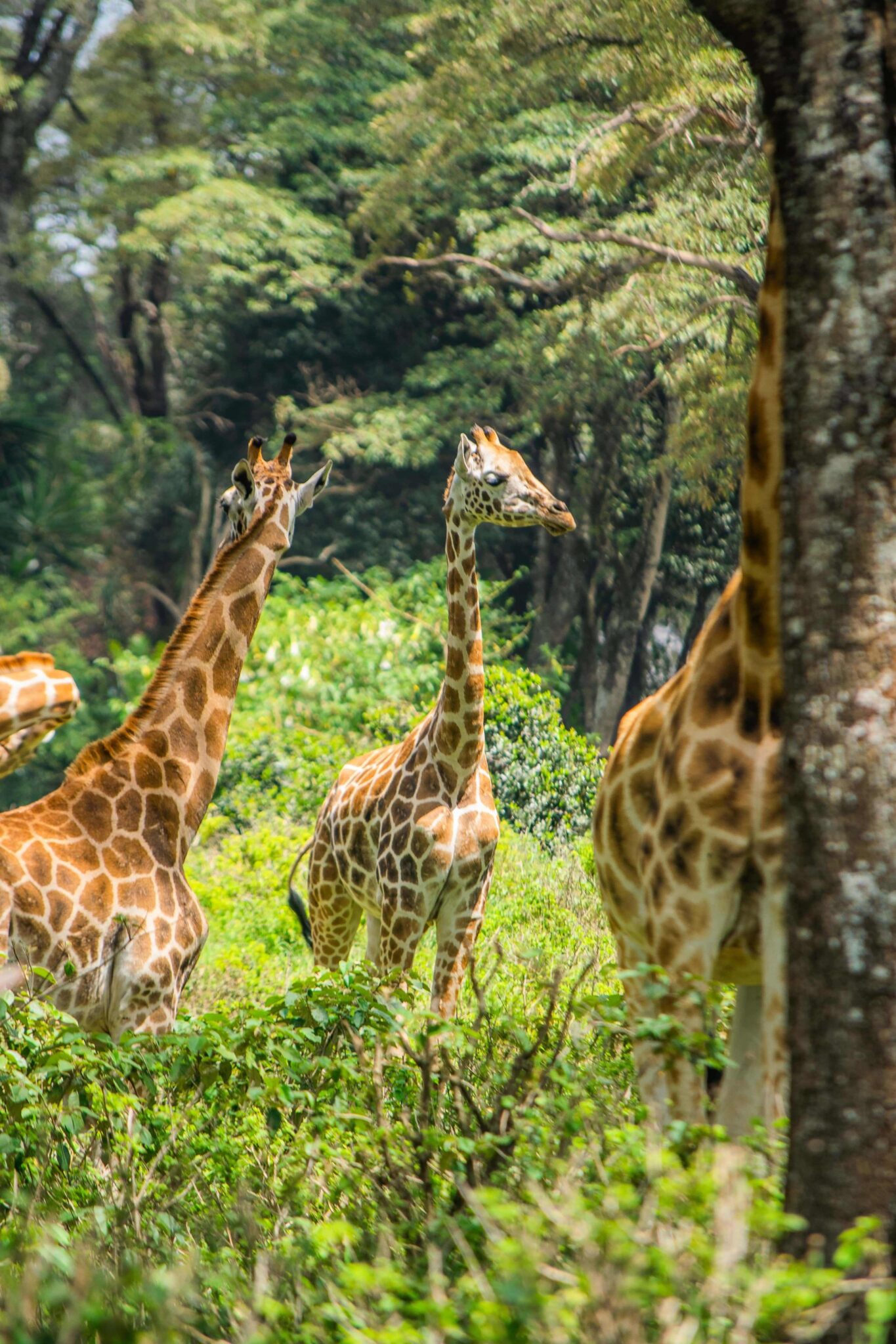 Our Stories - African Fund for Endangered Wildlife - Giraffe Centre