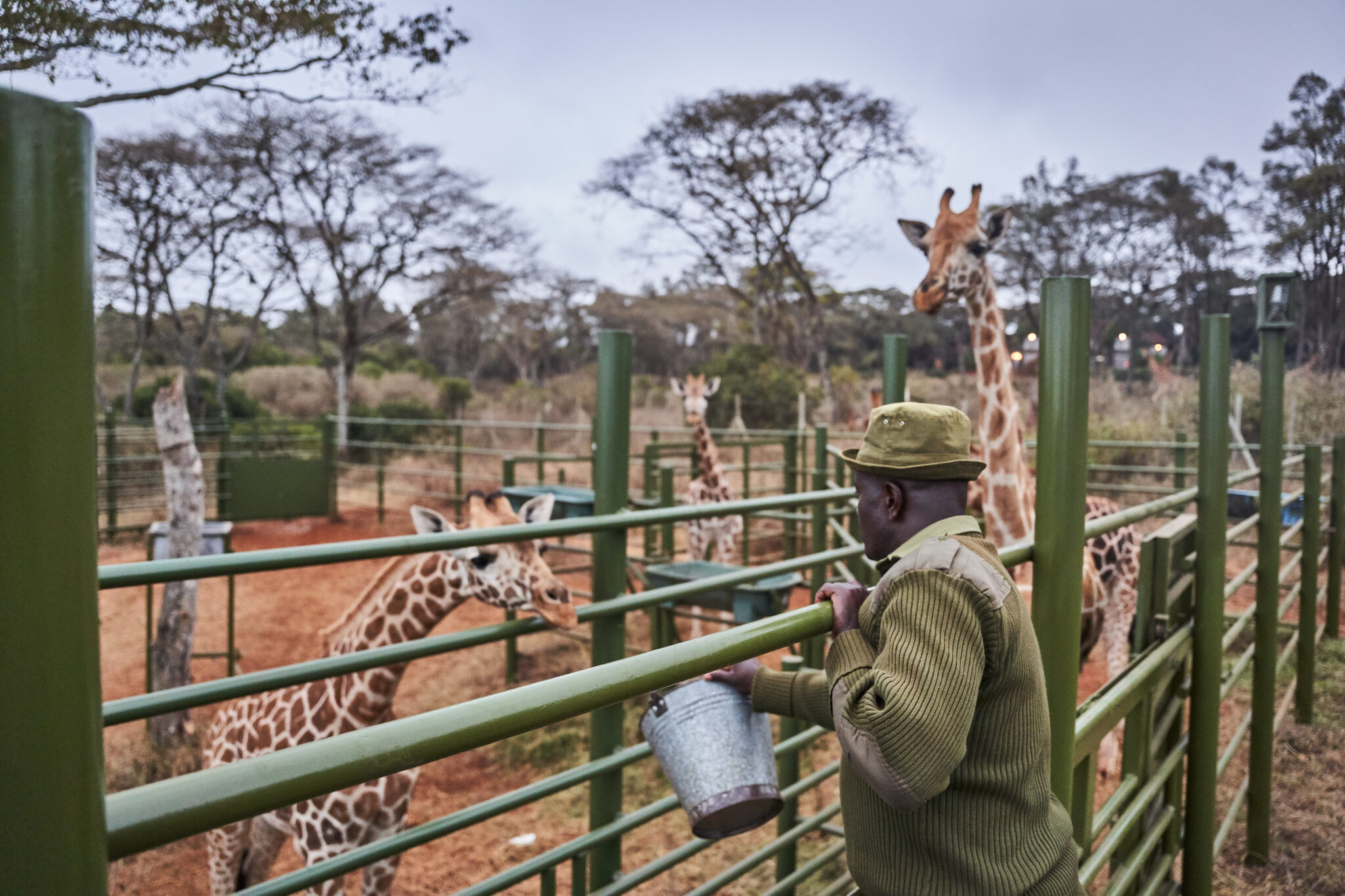 World Giraffe Day: A Reflection on the Rothschild Giraffes - African ...